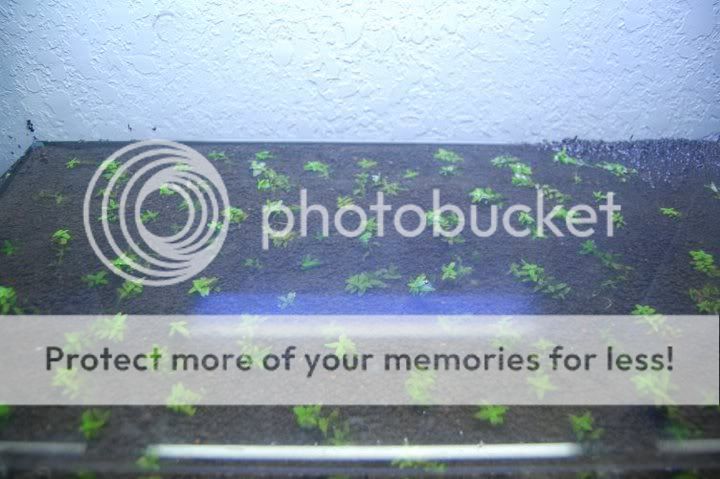 60-P First Planted Tank | The Planted Tank Forum