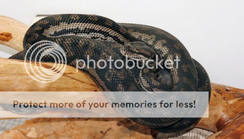 Nature & Wildlife - Photography - FM Forums