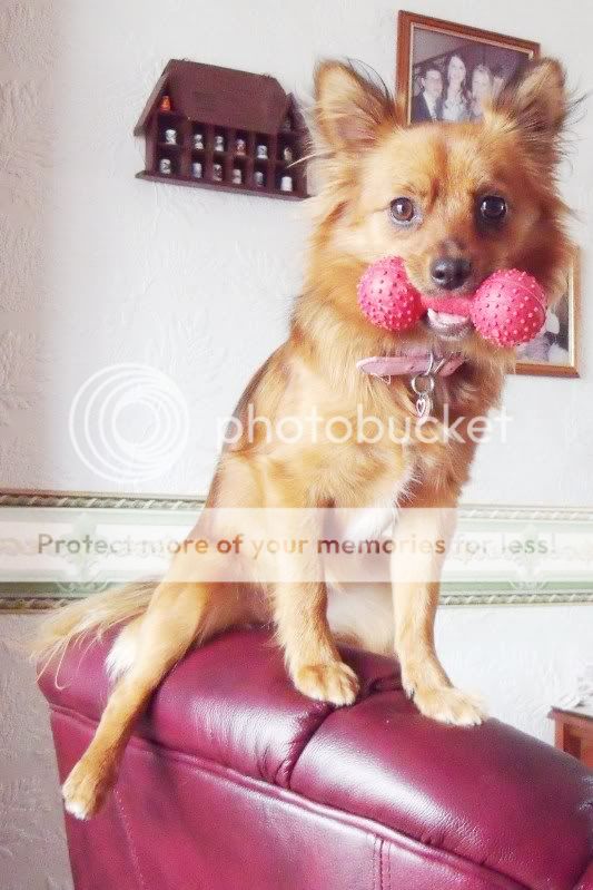 Who has the best mutt?