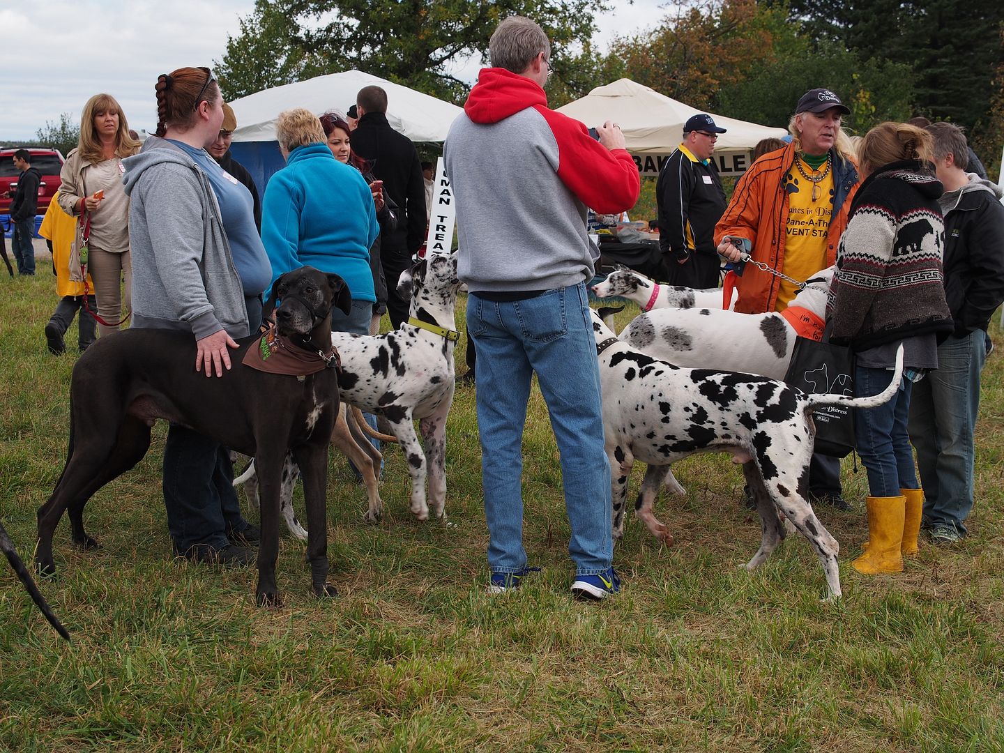 How to take 100 Great Danes for a walk..(pics) - Page 1 - All Creatures ...
