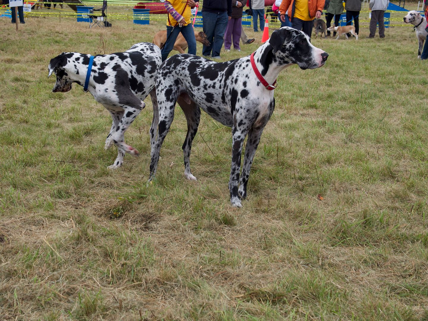 How to take 100 Great Danes for a walk..(pics) - Page 1 - All Creatures ...