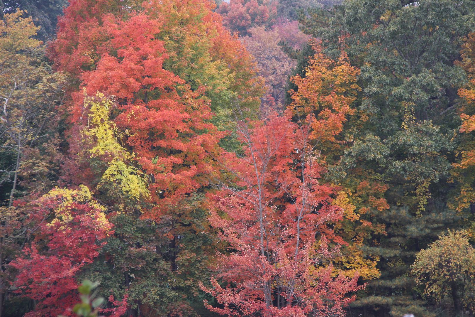 A wee splash of color - 24hourcampfire