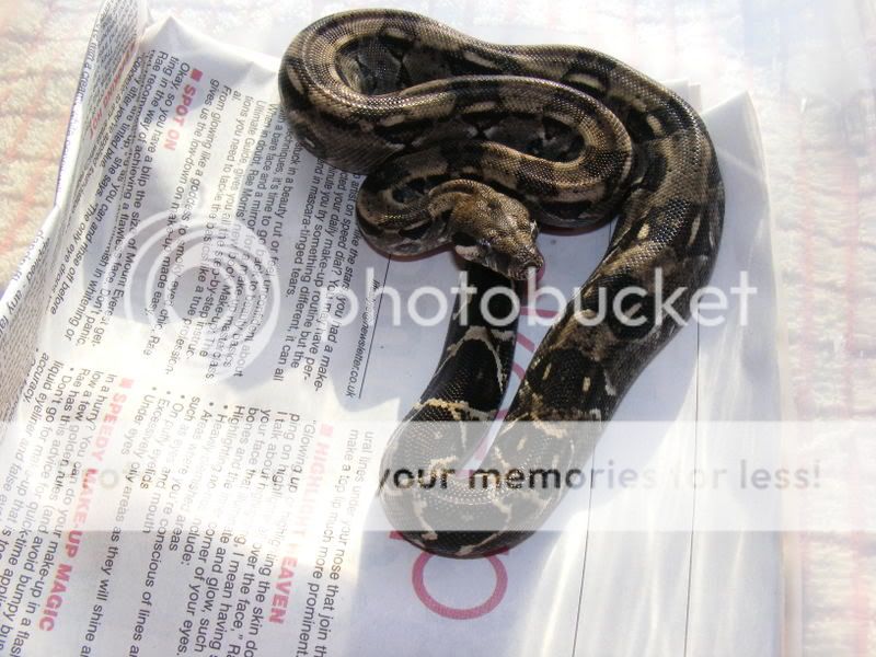Anerythristic type II sonoran dwarf boa. | Reptile Forums