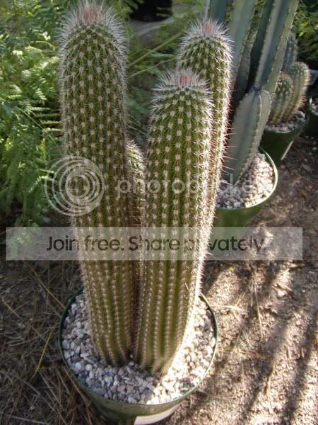 New additions - CactiGuide.com