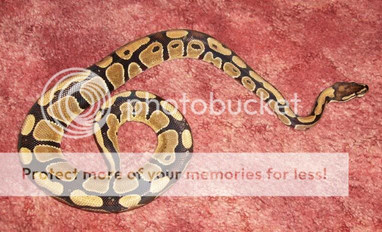 Ball Pythons for Sale - Texas | BackYard Chickens - Learn How to Raise ...